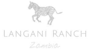 Langani Luxury Safari